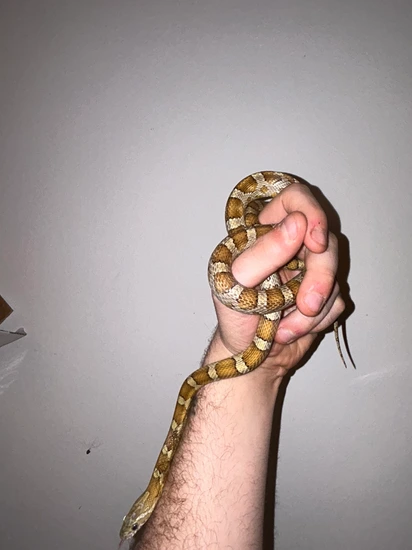 Caramel Het Topaz Palmetto Corn Snake by CB’S Captive Bred