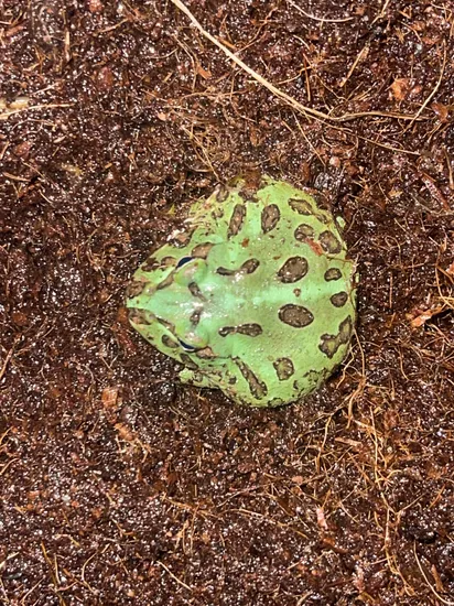 Samurai Pacman Frogs by Ohio Reptile Company