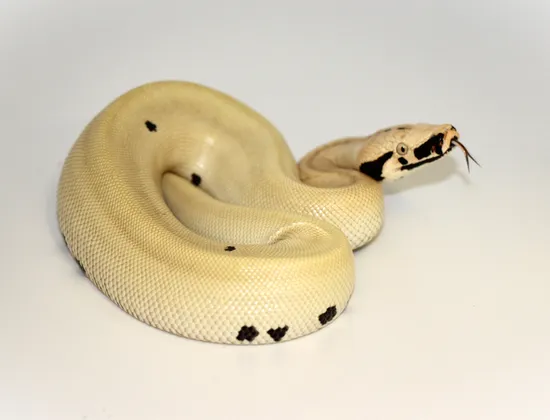 Magpie Blood Python by Ohio Reptile Company