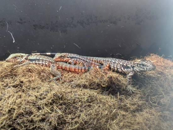 Ruby Reign 66% Het Snow Argentine Tegus by Ohio Reptile Company