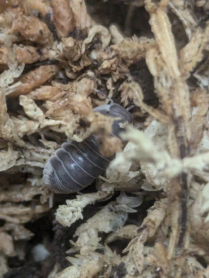 Cubaris Sp. Penguins 12 Ct Isopod by Ohio Reptile Company