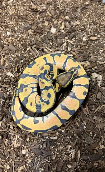 Enchi Ghost 66% Het Sunset Ball Python by Captive Bred Specialties