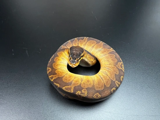 Sunset Het Ghost Ball Python by Captive Bred Specialties