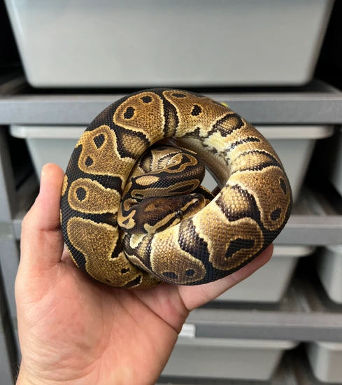 HRA Triple Het Sunset/Pied/Desert Ghost Ball Python by Captive Bred ...