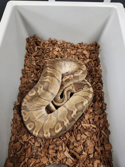 Sunset Het Hypo *Proven* Ball Python by Captive Bred Specialties