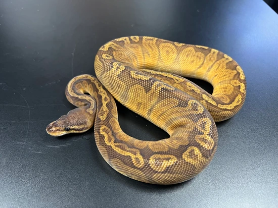 Sunset Female Ball Python by Captive Bred Specialties