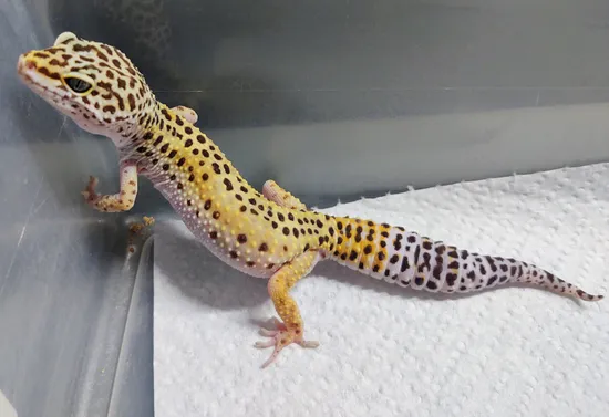 Snow Tangerine Double Het Albino Murphy's Patternless Pos Het Eclipse ...