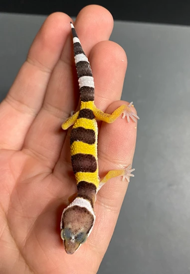 Tangerine DH Albino Patternless Leopard Gecko by CJC Exotics, LLC