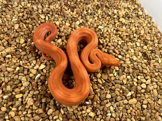 Sun Dragon Boa Constrictor by Cedar Creek Constrictors, LLC