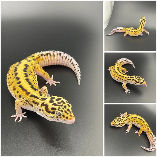 Bold Stripe Eclipse Snake Eyes 50% Het Tremper HX Cross Leopard Gecko ...