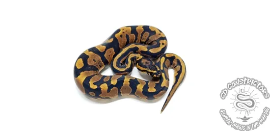 Acid Enchi Yellow Belly Ball Python by CD Constrictors