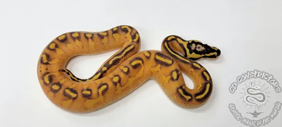 Cypress Enchi GHI Pastel Freeway Ball Python by CD Constrictors