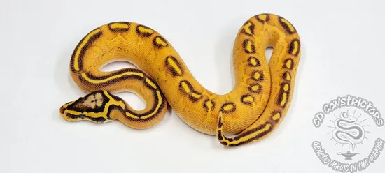Cypress Enchi GHI Pastel Freeway Ball Python by CD Constrictors