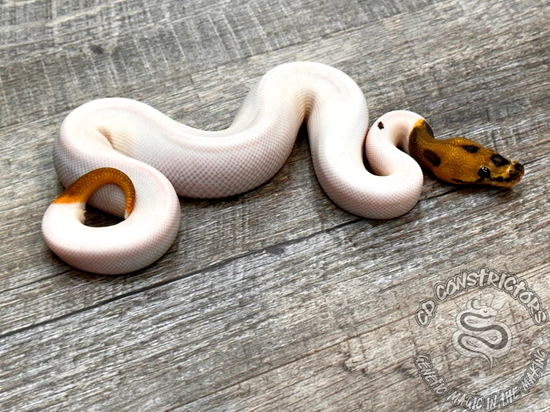 Leopard Clown Pied Ball Python by CD Constrictors
