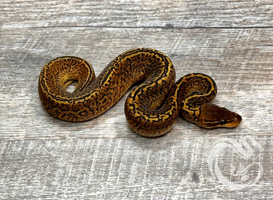 Monsoon Het Clown Ball Python by CD Constrictors