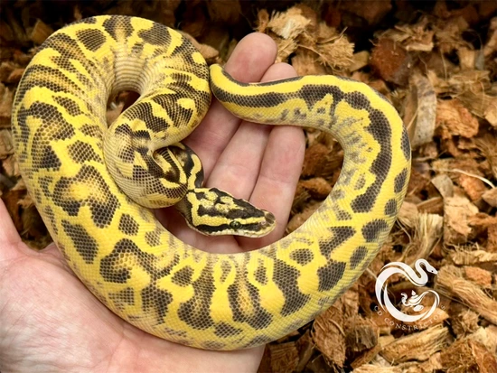 Cypress Enchi GHI Leopard Pastel Freeway Ball Python by CD Constrictors