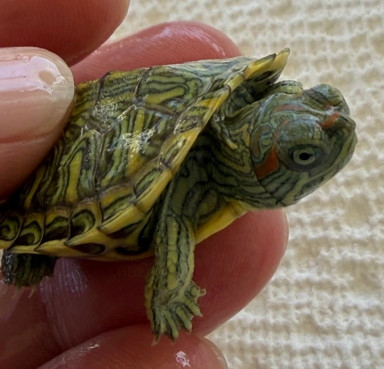 🐢 Clown Slider 🤡 Slider Turtle by Cowabunga Turtle & Tortoise