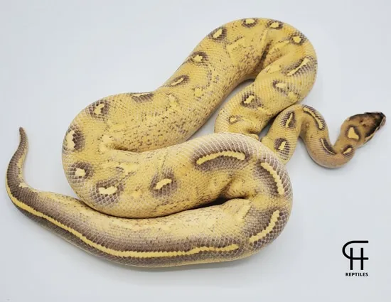 Highway Ball Python by CH Reptiles LLC