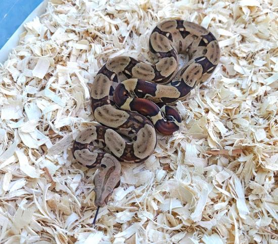 Venezuelan BC True Red-Tailed Boa Constrictor by Lagniappe Exotics