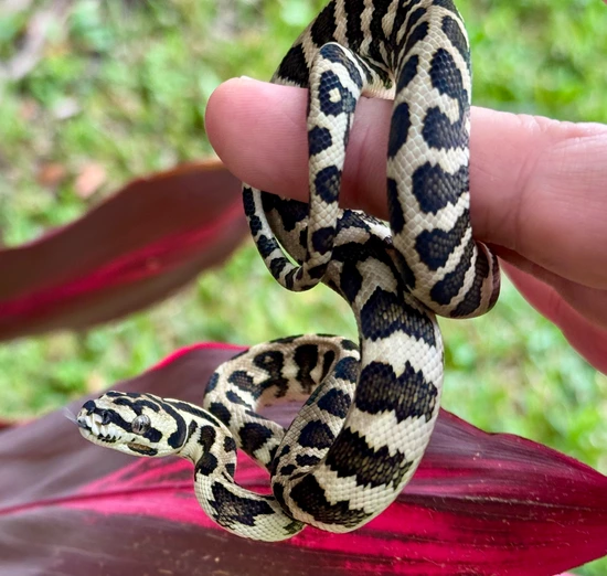 2025 Female Gamma Diamond Jungle Jag Jungle Carpet Python by Tampa Snakes