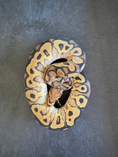 Yellow Belly Clown Het Hypo Het Desert Ghost Ball Python by Astral Pythons