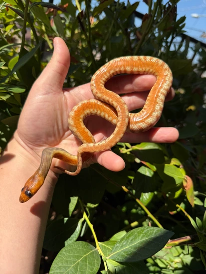 High Orange Woma Python (M; Aviles X Mixed Bloodlines) by Centralian Exotics