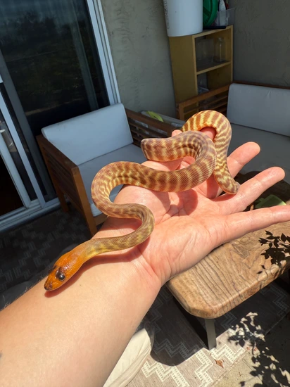 High Orange Woma Python (M; Aviles & Miller Bloodlines) by Centralian Exotics