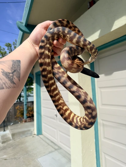 Female Black-headed Python - 66% Het Axanthic B Black-Headed Python by ...