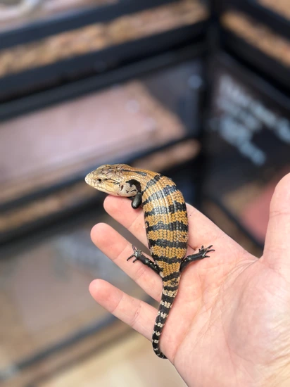 Halmahera Blue Tongue Skink Halmahera Blue-Tongued Skink by Central ...
