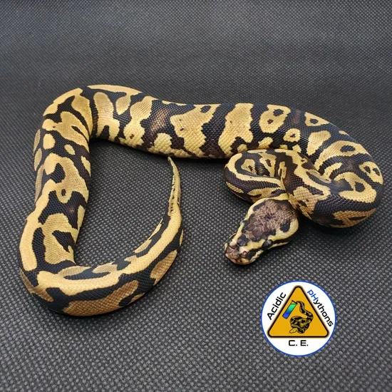 Acid Pastel '20 Female Ball Python by Acidic pHythons