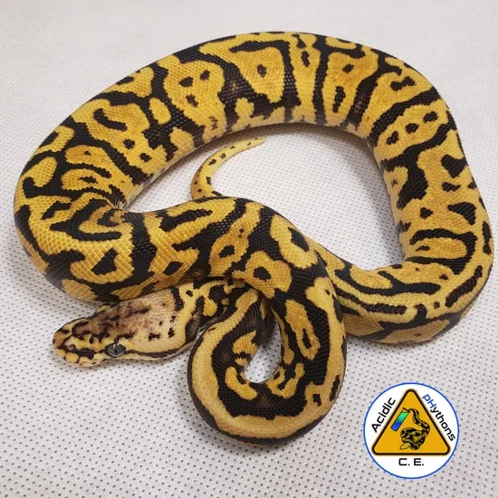 Acid Pastel Spotnose '20 Female Ball Python by Acidic pHythons
