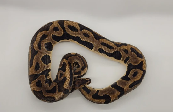 Leopard Puzzle - Proven Breeder Ball Python by CF Snakes