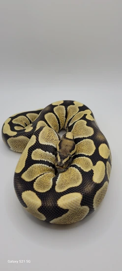 Desert Ghost Het VPI Axanthic Ball Python by CF Snakes