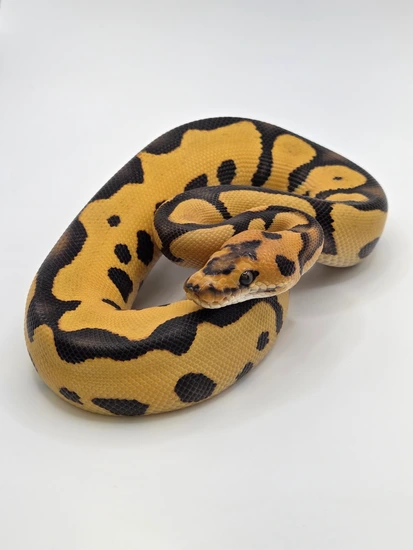 Leopard YB DG Clown Ball Python by CF Snakes
