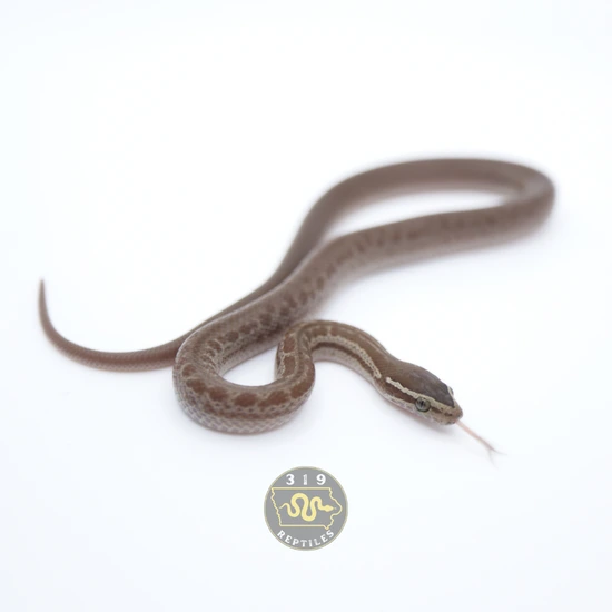 KZN Red Possible Triple Het T- Albino, T+ Albino, Hypo House Snake by ...