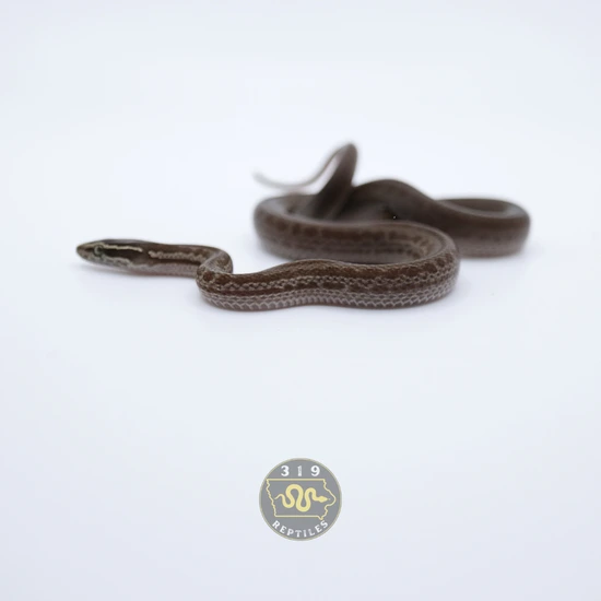 KZN Red Possible Triple Het T- Albino, T+ Albino, Hypo House Snake by ...