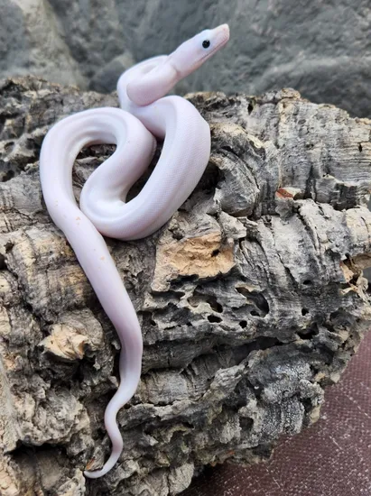 Central Albino Princess Diamond Boa Constrictor by CF Exotics LLC.