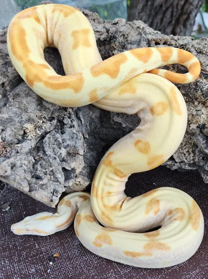 Lipstick Line Sunglow Boa Constrictor by CF Exotics LLC.