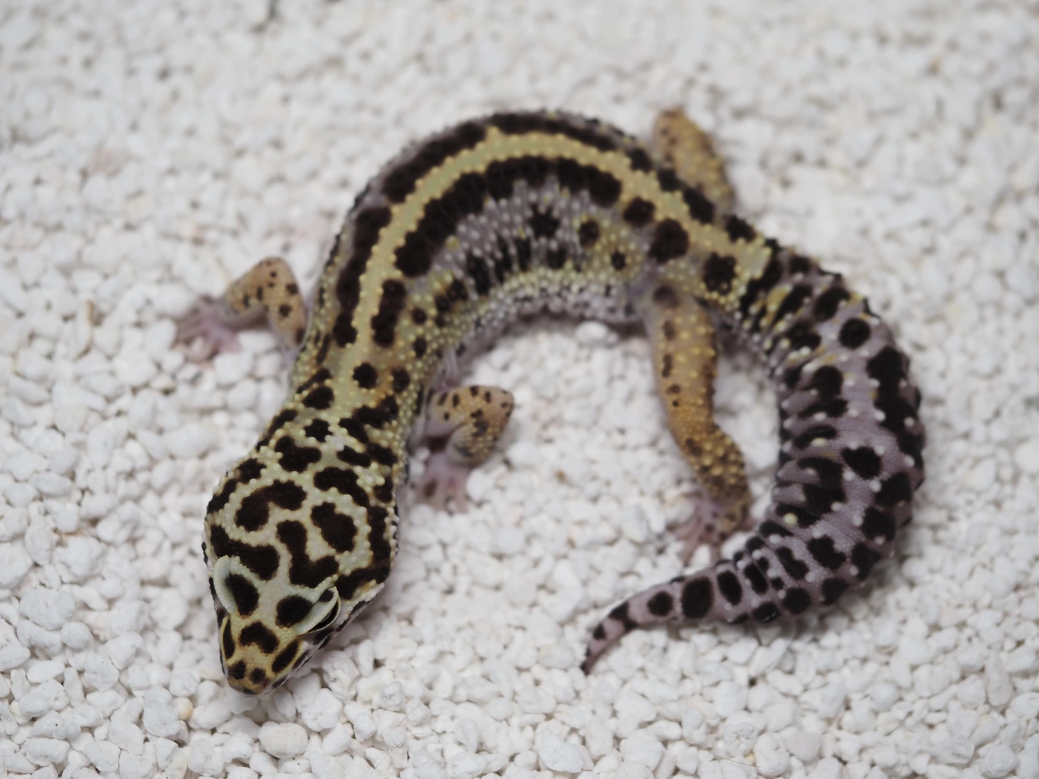 Leopard Geckos London's Collection - MorphMarket