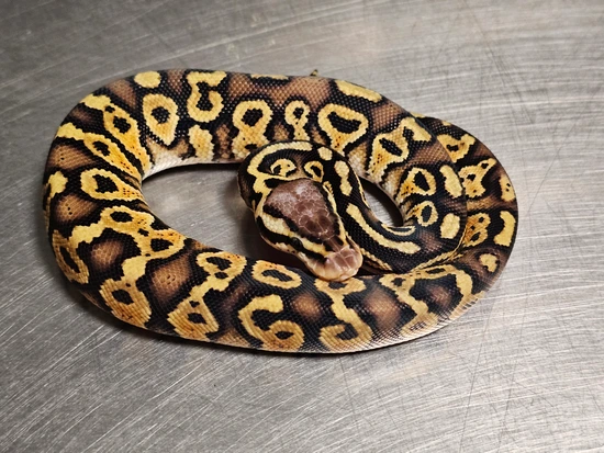 Pastel YB Th DG Paint Clown Ball Python by Hulker's Herps