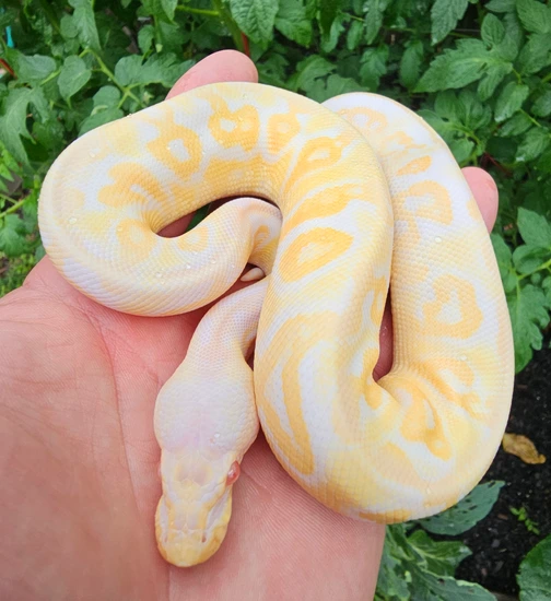 Albino Pewter Yellowbelly Ball Python by Hulker's Herps