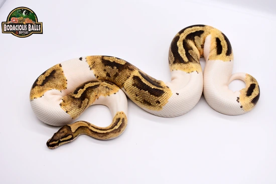 (Adult) Orange Dream Fire Gene X Pied Ball Python by Bodacious Balls ...