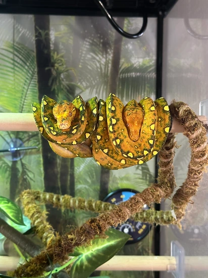 2 Smokin Red Neonate Biaks Green Tree Python by CK Reptiles
