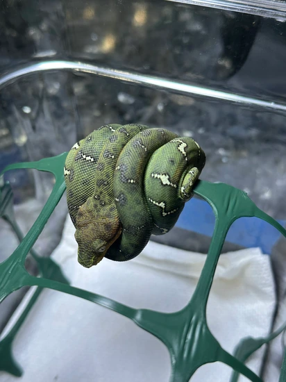 Stunning CB ‘24 Neonate Northern Emerald Tree Boa by CK Reptiles
