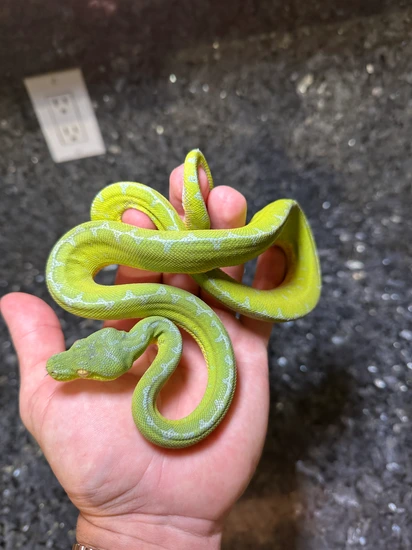 Manokwari Green Tree Python by CK Reptiles