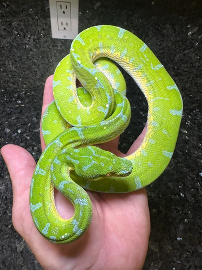 Hi Blue Manokwari Green Tree Python by CK Reptiles