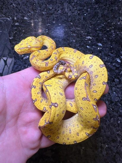 Neo Manokwari Green Tree Python by CK Reptiles