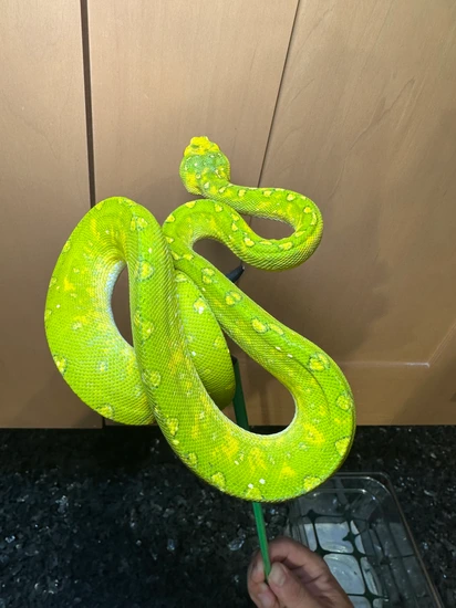 Biak Green Tree Python by CK Reptiles