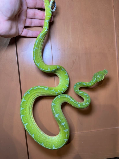 Manokwari Green Tree Python by CK Reptiles