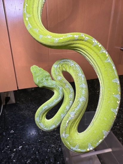 Manokwari Green Tree Python by CK Reptiles
